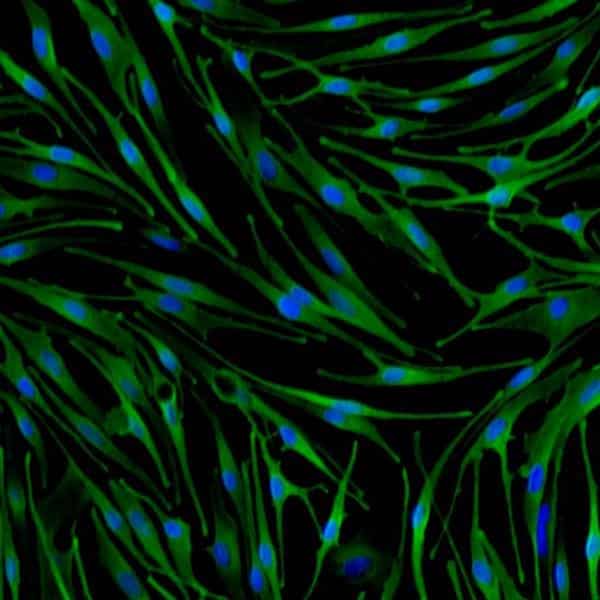 Introducing Lifeline® Cell Technology | Banksia Scientific